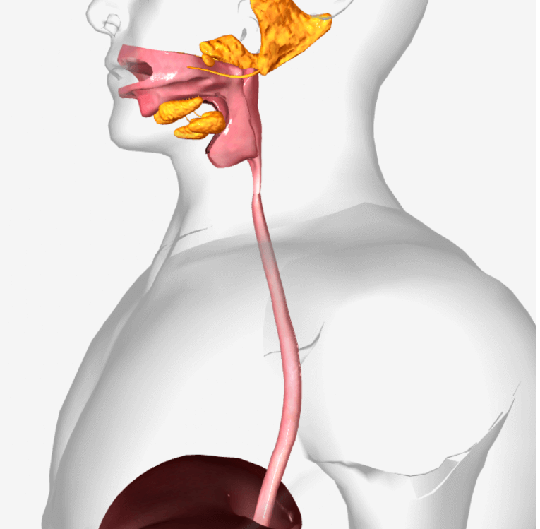 Esophagus Nursing Lecture