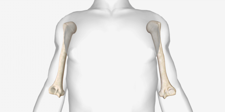 The Humerus – Nursing Lecture