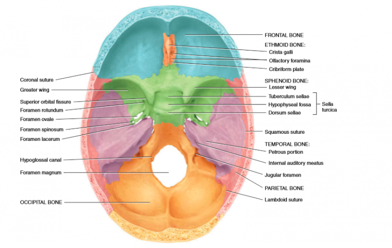 Cranial bones – Nursing Lecture