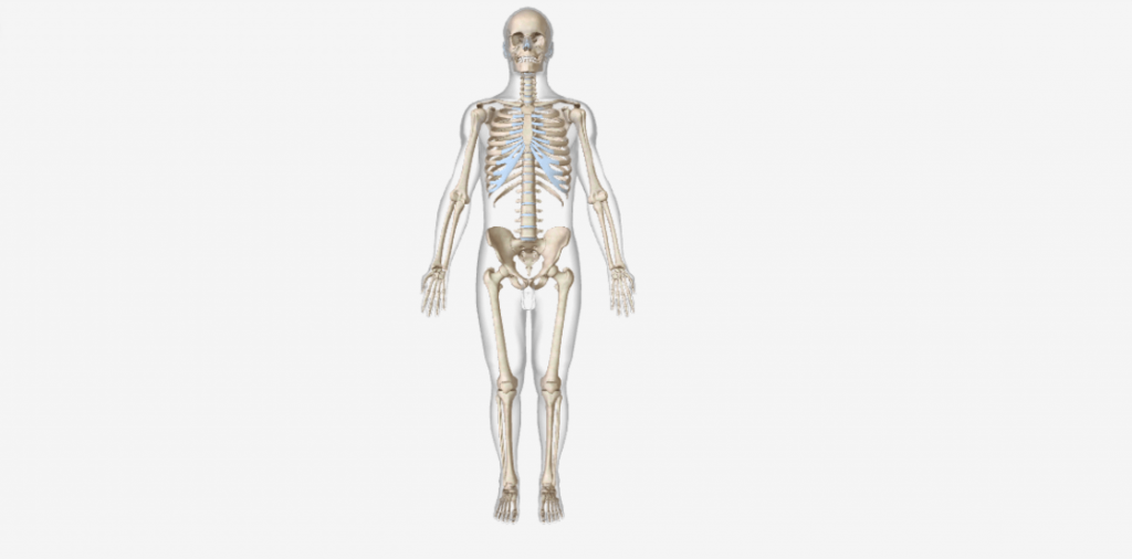 Histology of bone – Nursing Lecture