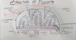 Structure of the Placenta – Nursing Lecture
