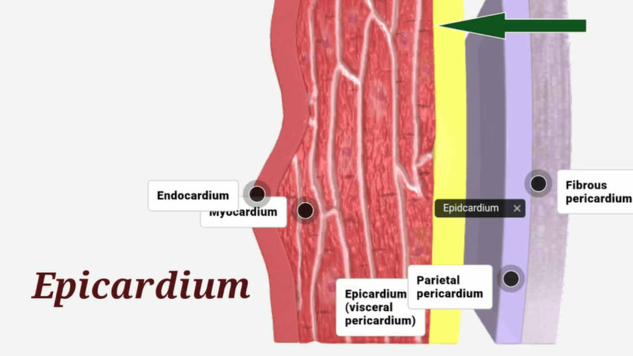 Is The Visceral Pericardium The Epicardium